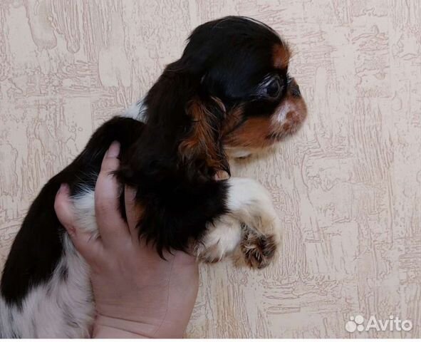 Кинг Чарльз девочки. РКФ