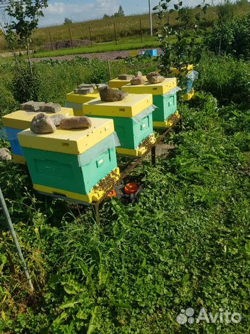 Пчелы карника