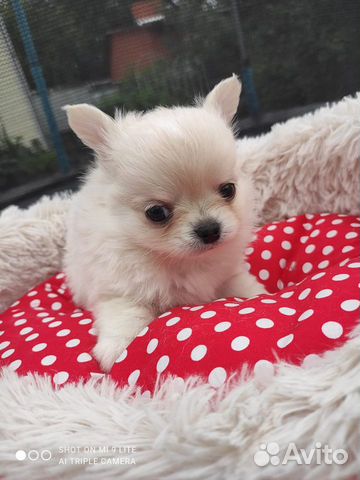 Длинношерстный Чихуахуа мальчик