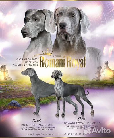 Веймаранер