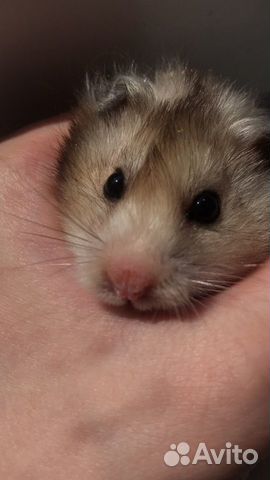 Хомяк с клеткой