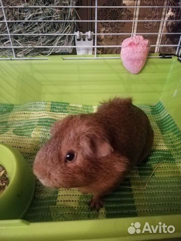 Морская свинка