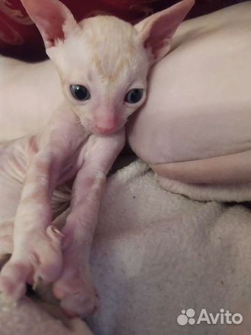 Продам котенка Корниш-рекс
