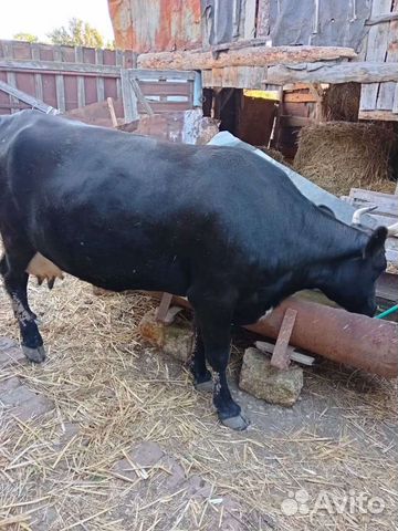 Корова дойная