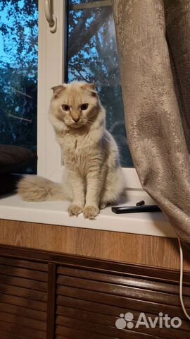 Американский керл