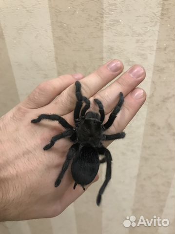 Grammostola pulchra