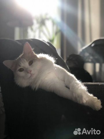 Анатолийская кошка