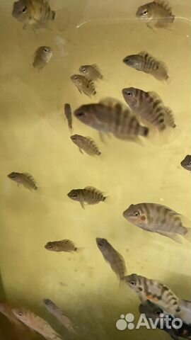 Мальки цихлазомы