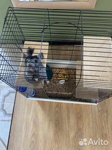 Шиншилла с клеткой