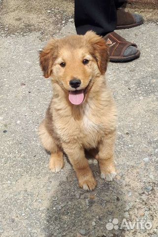 Русская гончая