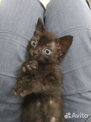 Котенок в дар