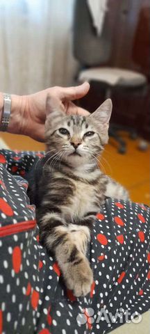 Котенок тигренок