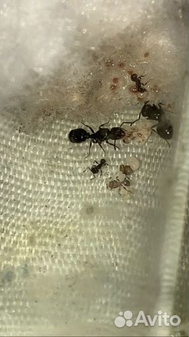 Муравьи (tetramorium caespitum)