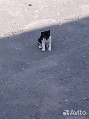 Котенку нужен куратор /передержка