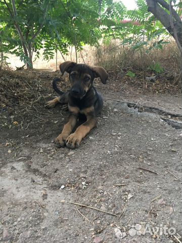 Трио и все хотят домой