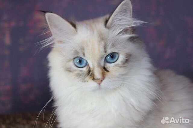 Невская маскарадная