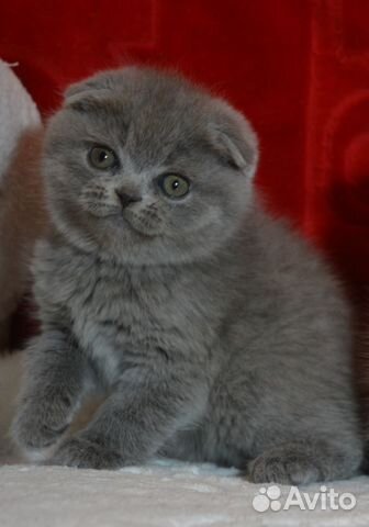 Вислоухая голубая