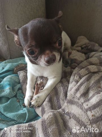 Вязка чихуахуа мини