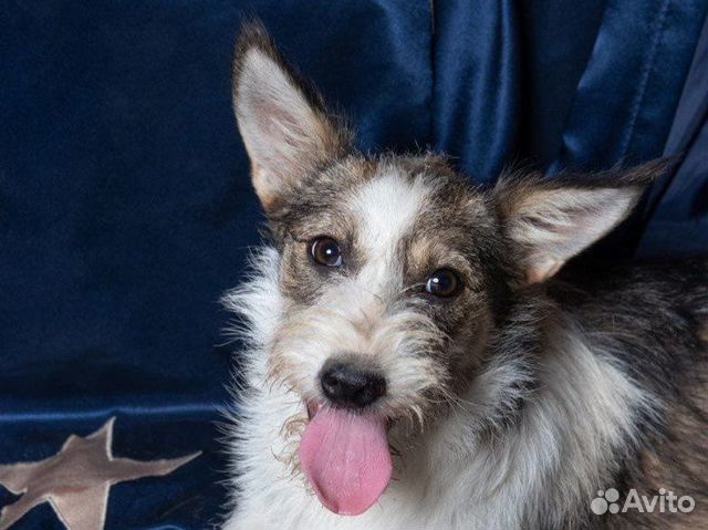 Добрейшая собачка Вэнди ищет дом