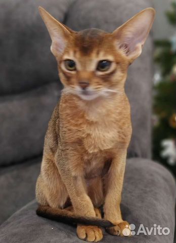 Потерялся абиссинский котенок
