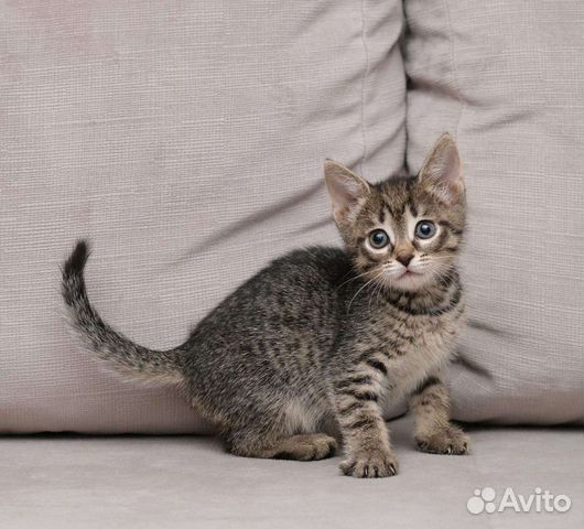 Котёнок Мисти 1,5 мес в добрые руки