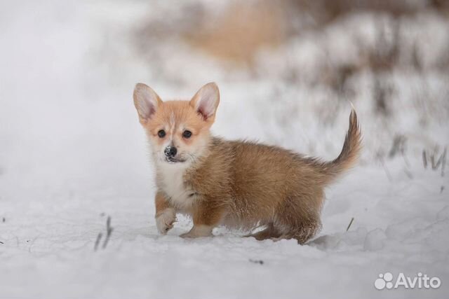 Щенки Вельш-корги-пемброк