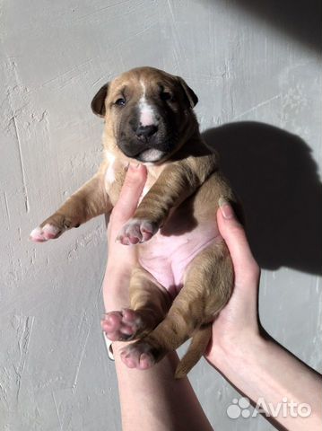 Миниатюрный бультерьер щенки