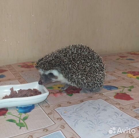 Африканский ёжик