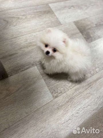 Померанский мини шпиц медвежьего типа