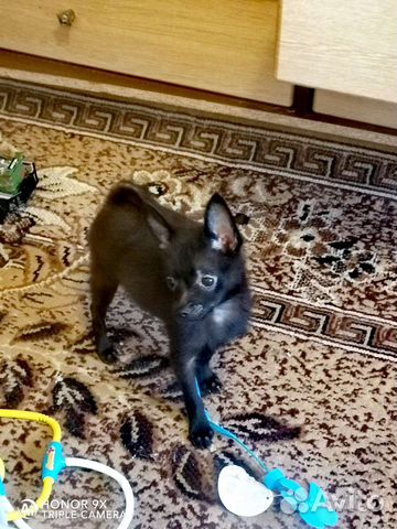 Щенок чихуахуа