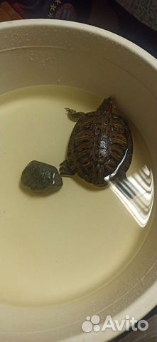 Продаю черепаху(сухопутно-морская)