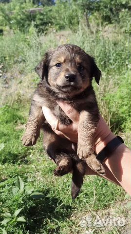 Щенки. Помесь немецкой овчарки и беспородной