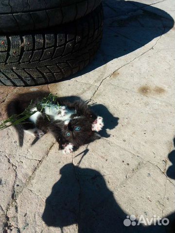 Котик Морис