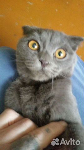 Британский вислоухий кот
