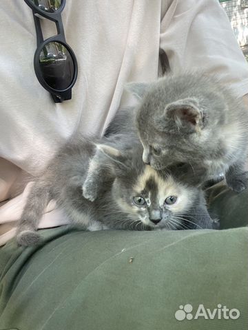 Котята 1-1,5месяца