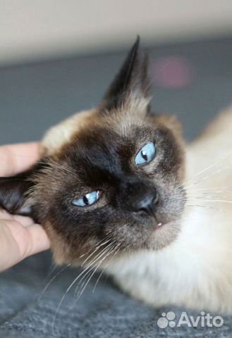 Гай - таец кастрат