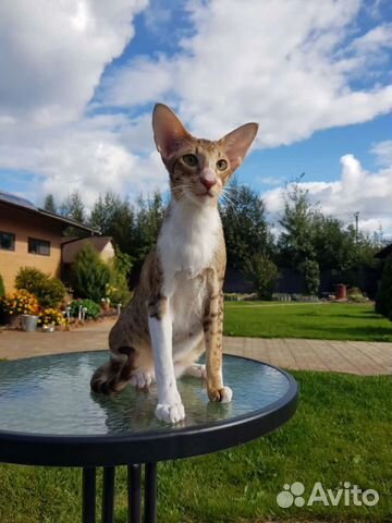 Кошка