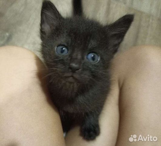 Котята в добрые руки бесплатно 4 шт