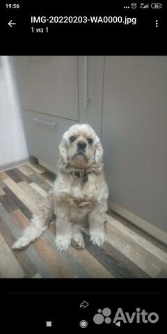 Продам щенка