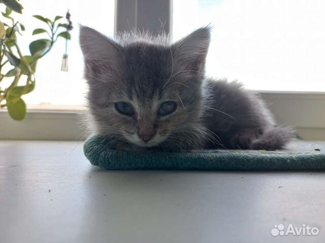 Котёнку негде жить