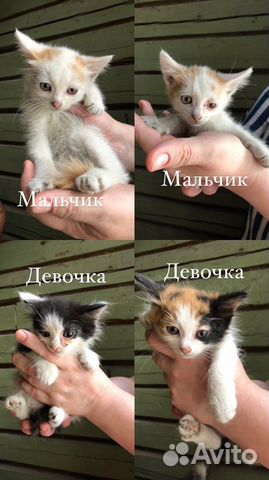 Котята в добрые руки