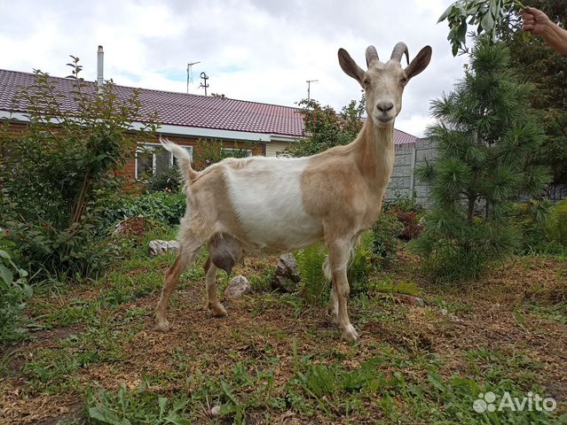 Козы дойные