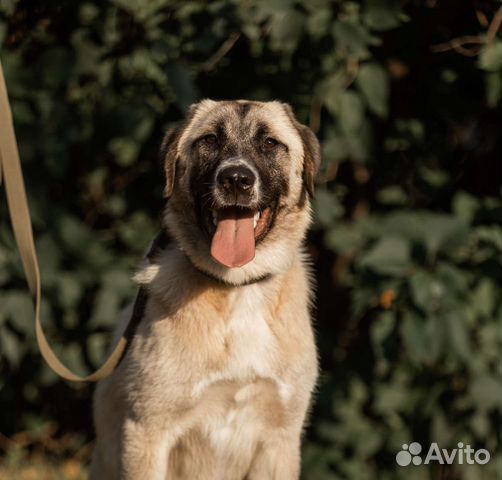 Отдам собаку