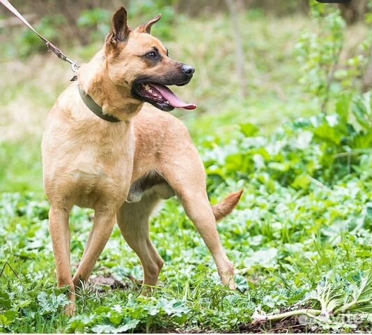 Рыжий красавчик бим