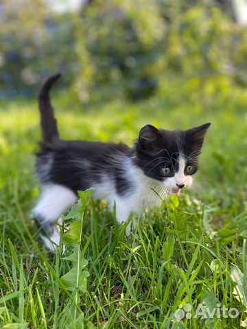Котенок