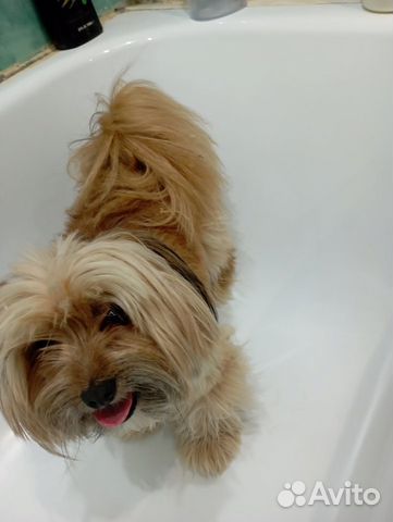 Йорк со шпицем