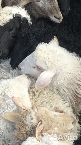 Бараны от 30 кг до 80кг