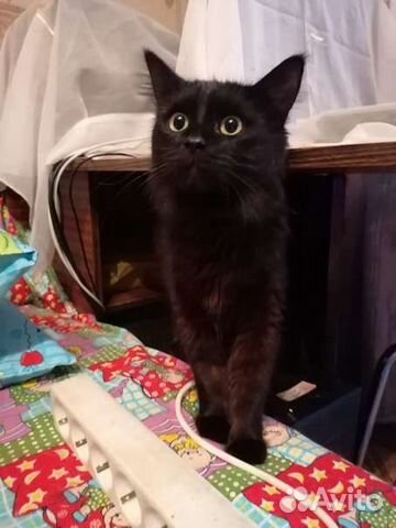 Кошка стерилизованная