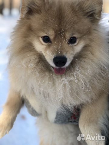 Шпиц ищет подругу