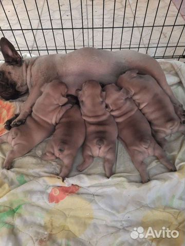 Щенки Французики